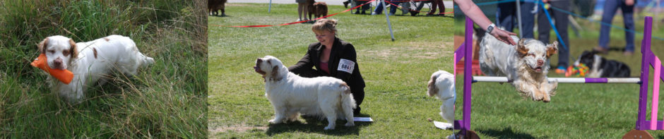 The Clumber Community | The Home for Everything Clumber